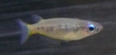 メダカ: (2) ta meta ta physika